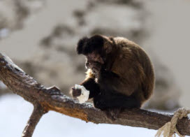 Florida Man Known As “The Monkey Whisperer” Sentenced for Trafficking ...