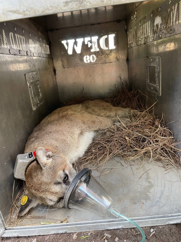 CDFW Captures and Releases Mountain Lion that Wandered into Mount ...
